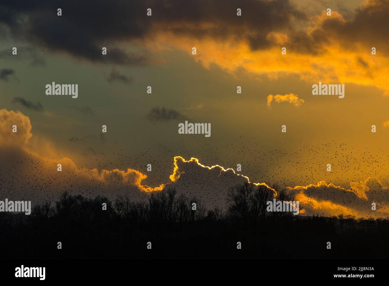 Starling murmuration somerset levels hi-res stock photography and ...