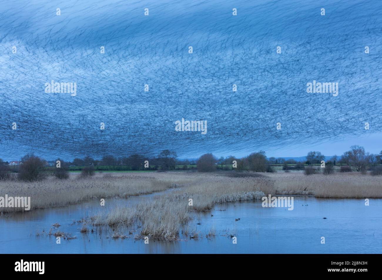 Common starling Sturnus vulgaris, flock in murmuration, Ham Wall ...
