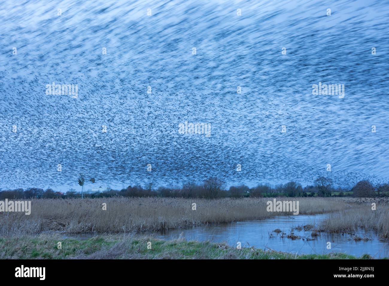 Common starling Sturnus vulgaris, flock in murmuration, Ham Wall ...