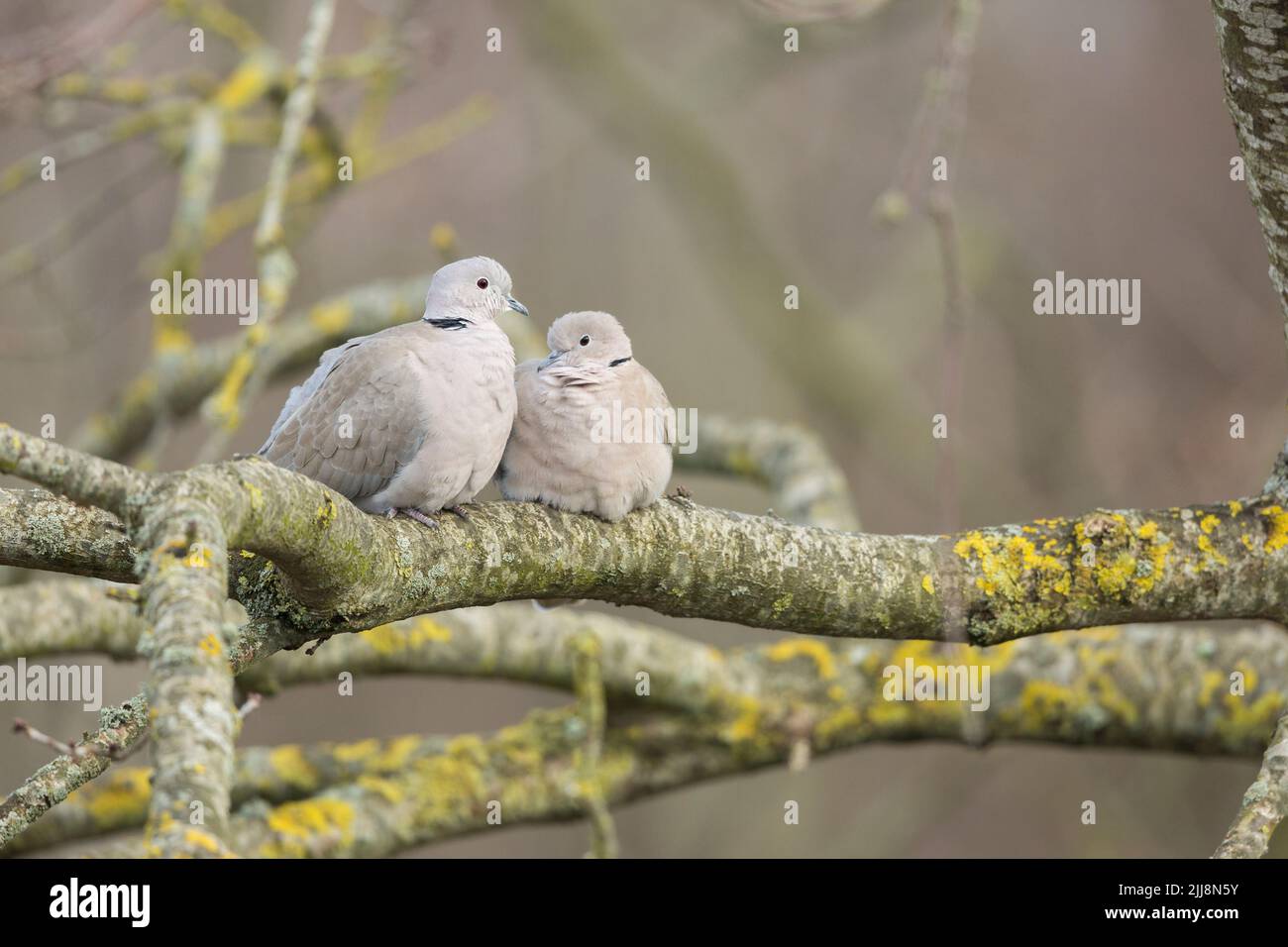 Eurasian collared dove Streptopelia decaocto, two adults, perched in ...