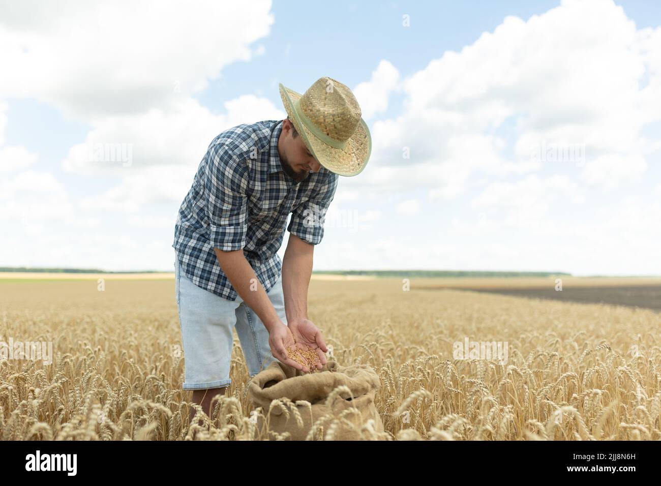 Farmer checking the quality of wheat. agriculture concept. Farmer's ...