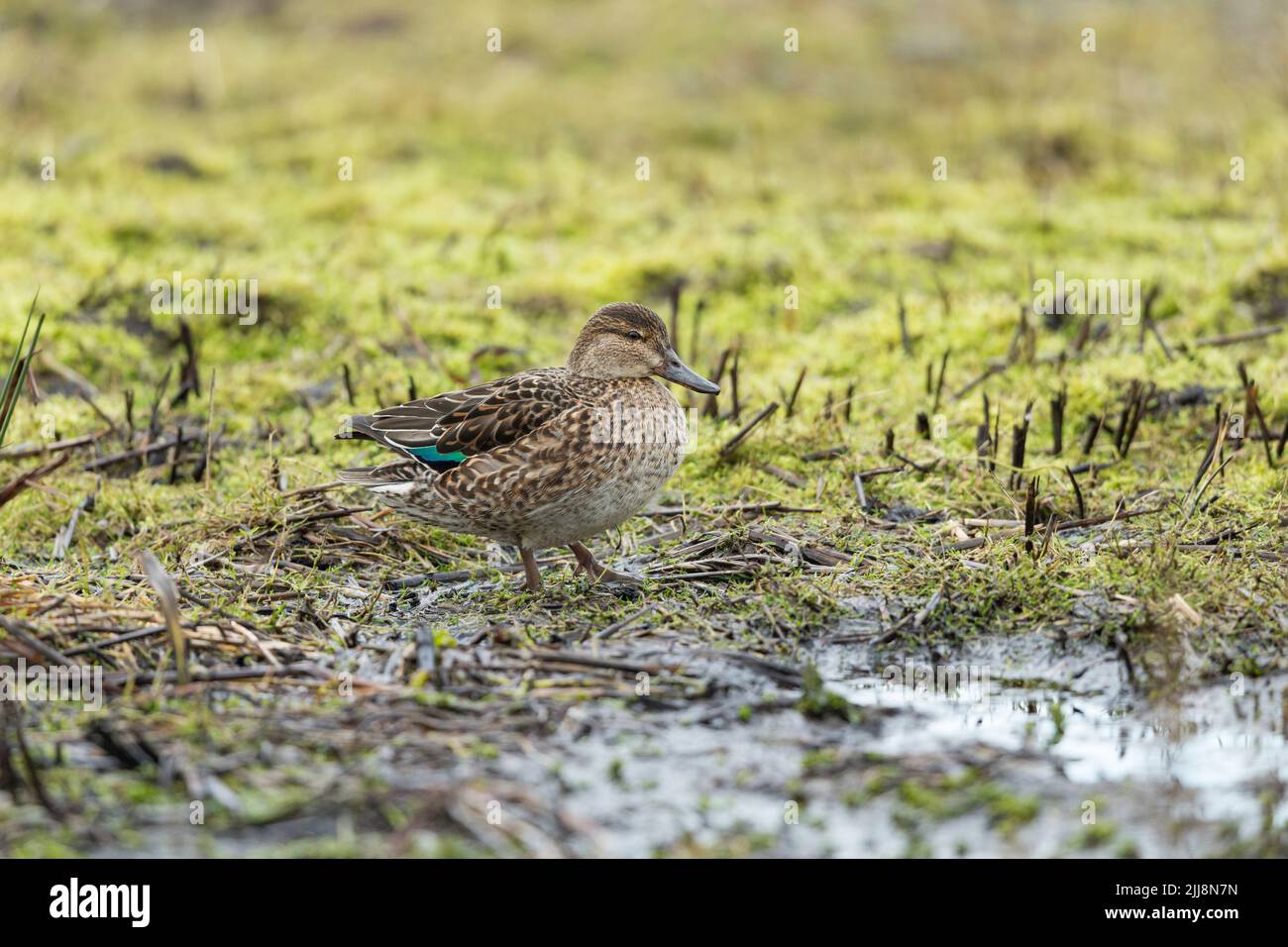 Middlezoy hi-res stock photography and images - Alamy