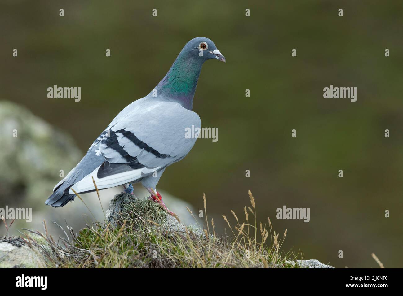 Racing homer Columba livia domestica, perched on rocks, Ramsey Island ...