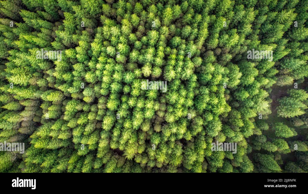 A top view of a dense coniferous forest Stock Photo - Alamy
