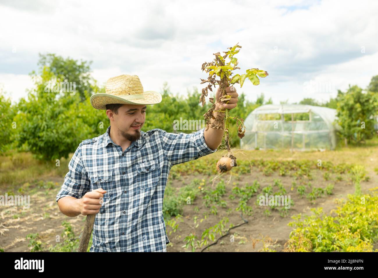Person holds fresh yellow potato hi-res stock photography and images ...