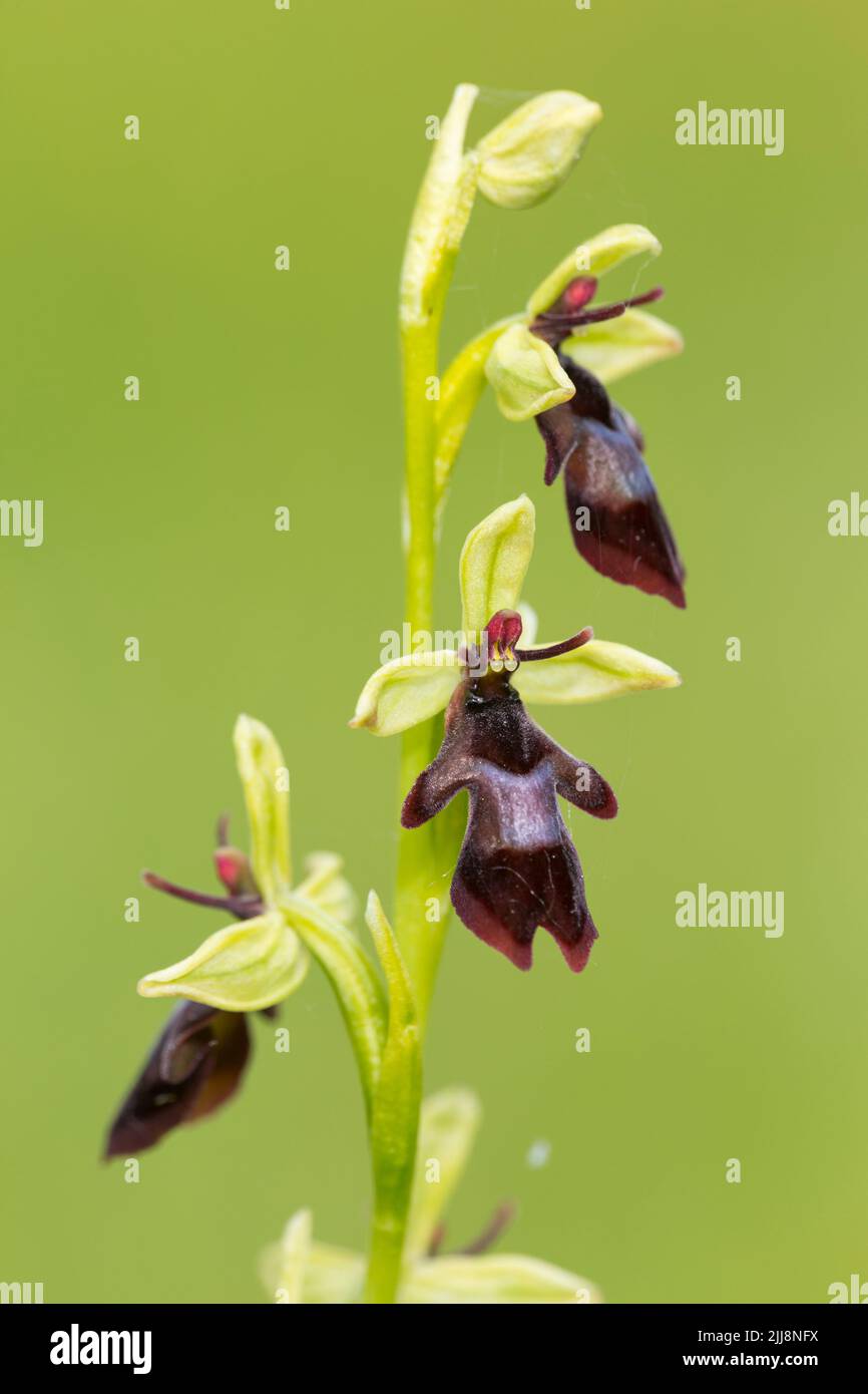 Fly orchid Ophrys insectifera, flowering, Warburg Nature Reserve ...