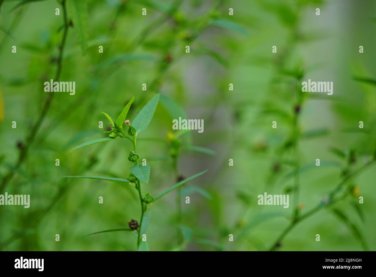 Sida acuta (aslo called common wireweed, sidaguri,sidogori) with ...