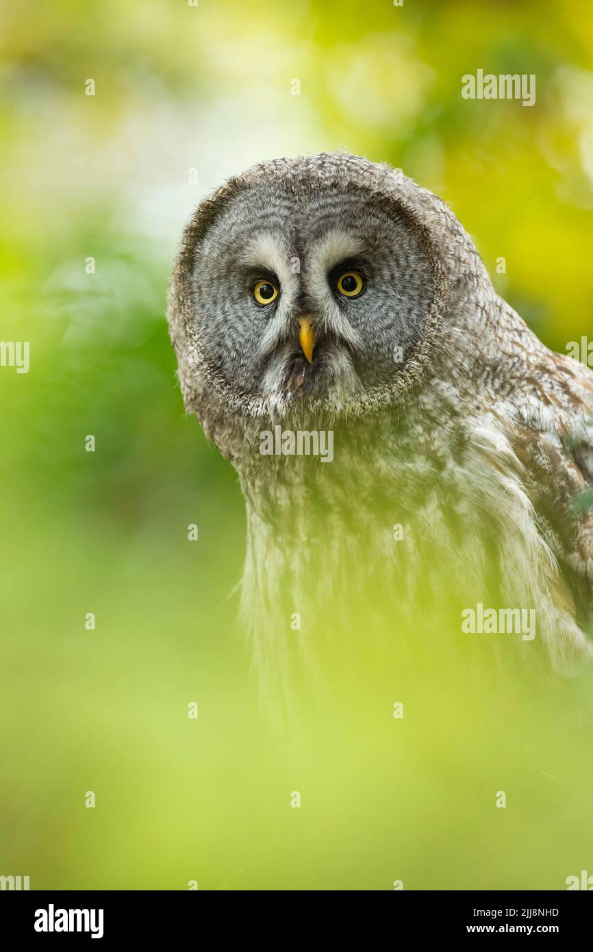 Great grey owl Strix nebulosa, adult male , Hawk Conservancy Trust ...