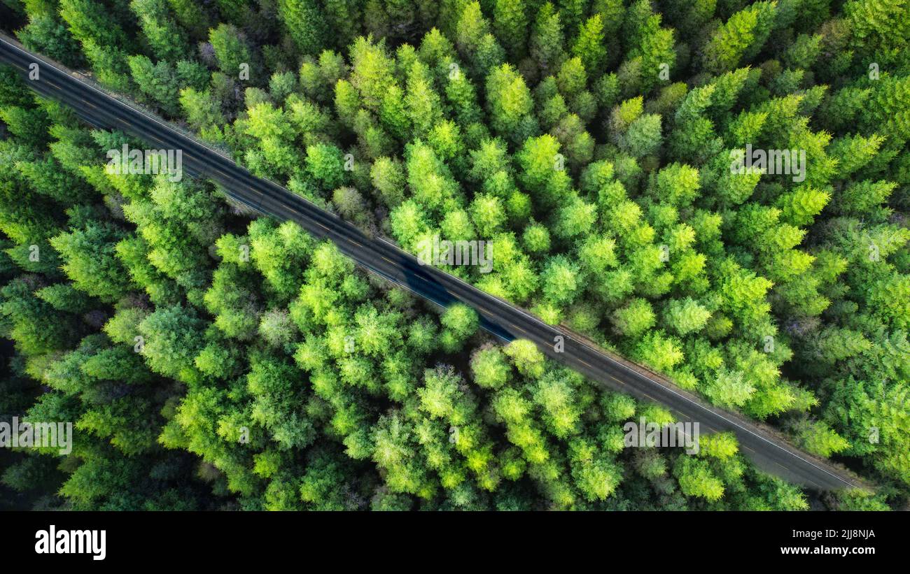 A top view of a dense coniferous forest with a narrow road splitting it ...