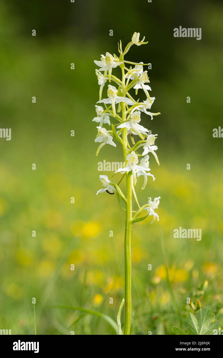 Greater butterfly-orchid Platanthera chlorantha, flowering in grassland ...