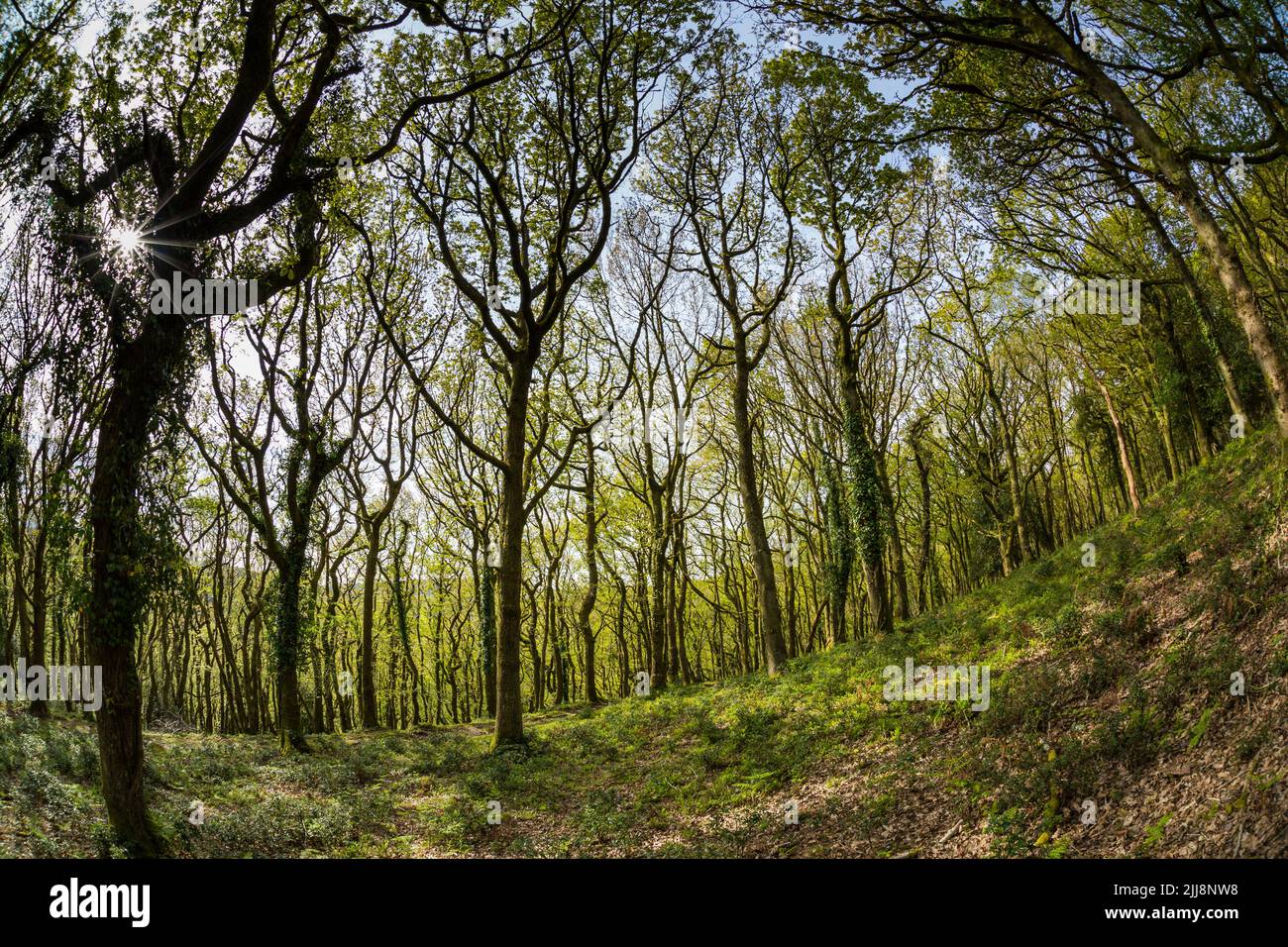 Landscape view of deciduous woodland, Horner Wood, Somerset, UK, May ...