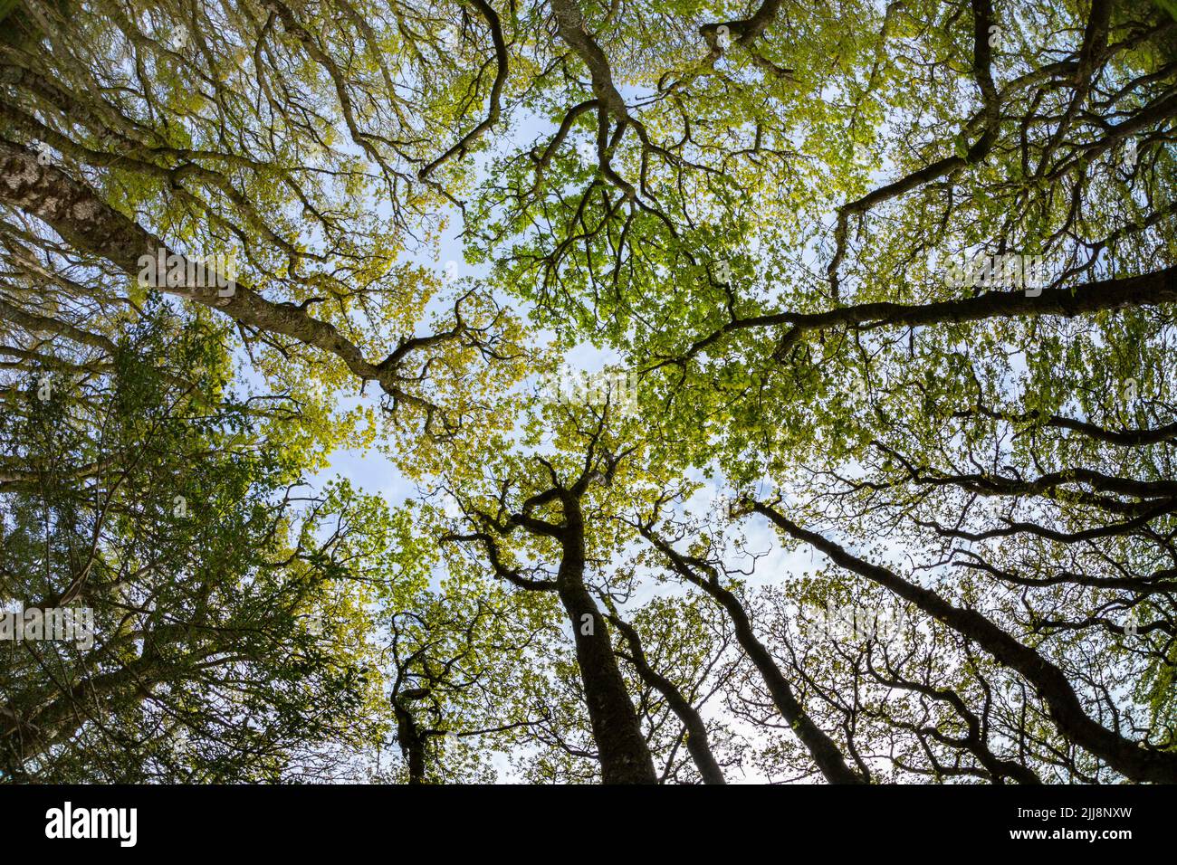 Landscape view of tree canopy, Horner Wood, Somerset, UK, May Stock ...