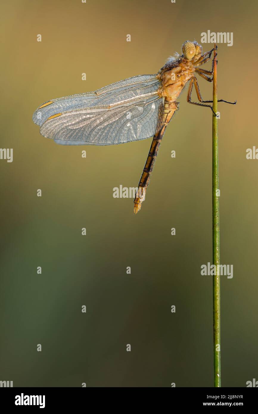 Keeled skimmer Orthetrum coerulescens, juvenile male, roosting on rush ...