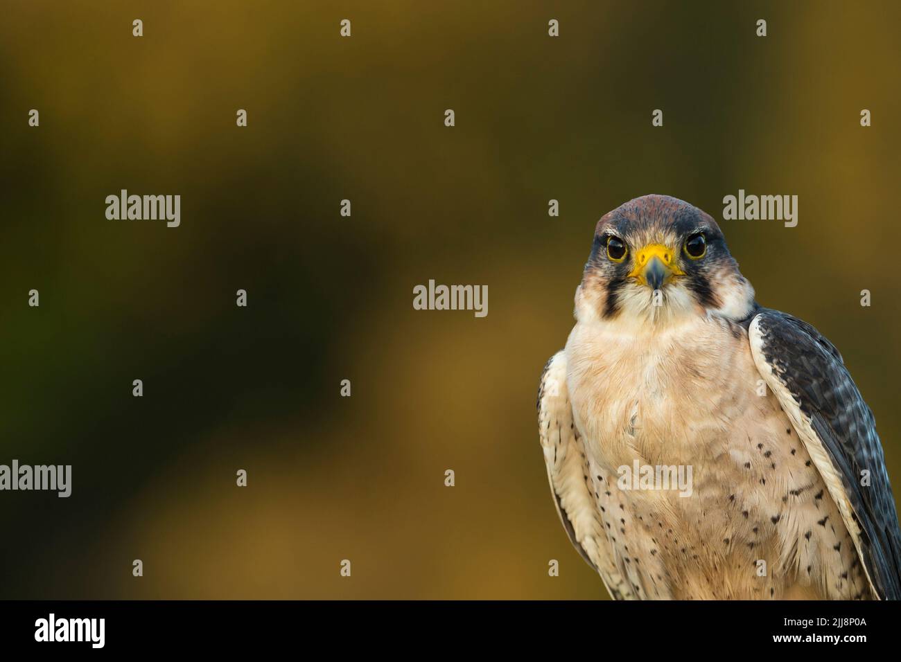 Lanner falcon Falco biarmicus (captive), adult male head portrait, Hawk ...