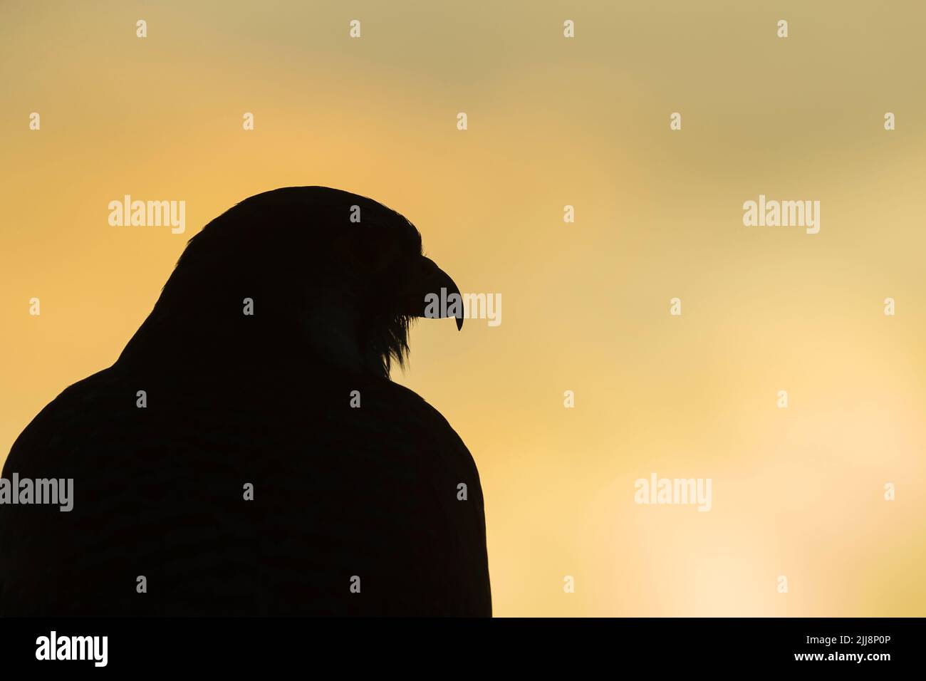 Lanner falcon Falco biarmicus (captive), adult male head portrait at ...