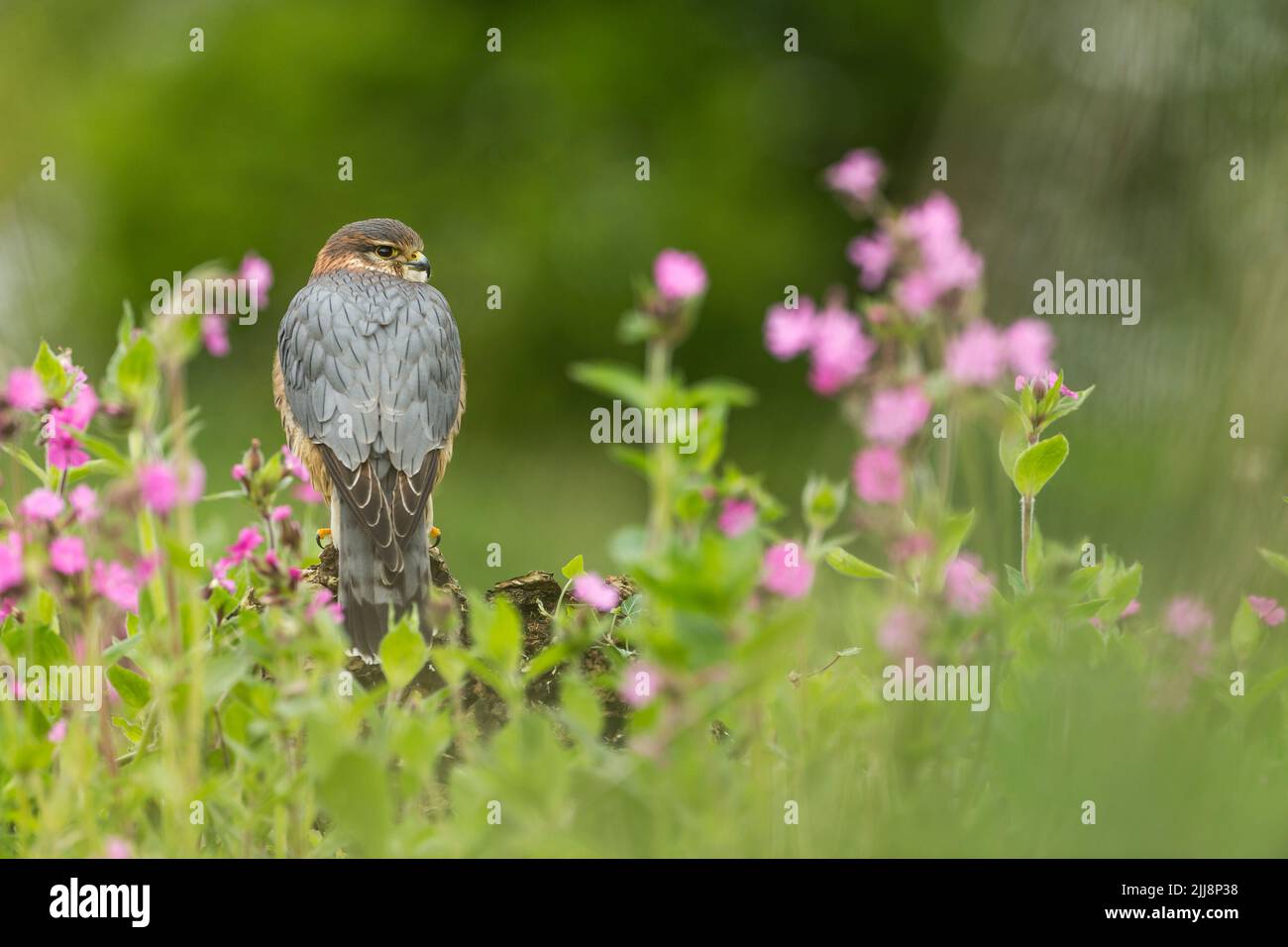 Merlin Falco columbarius (captive), adult male, perched amongst Red ...