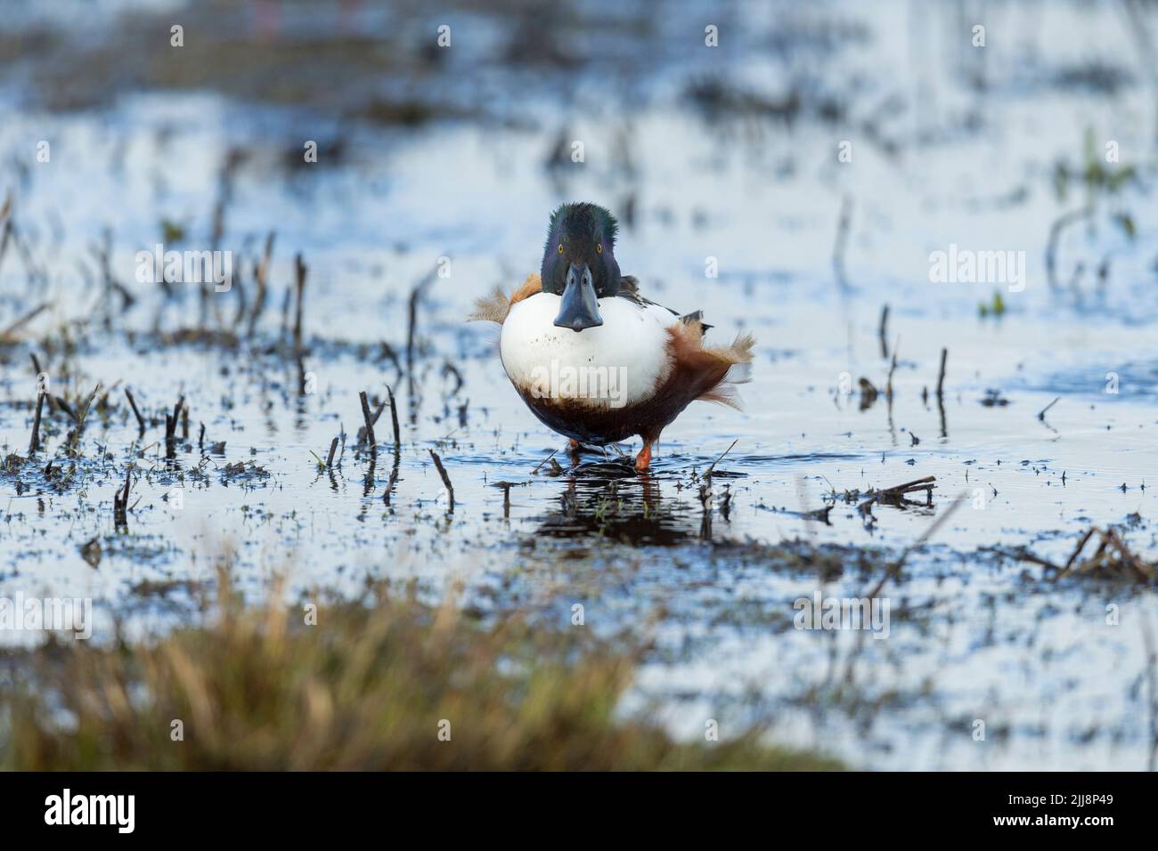 Northern shovelor Anas clypeata, adult male, standing in shallow water ...