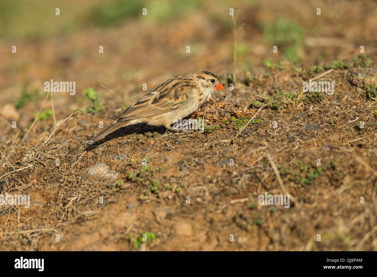 Pin-tailed whydah Vidua macroura, non-breeding male, foraging, Bale ...