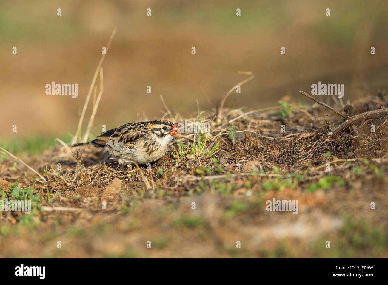 Pin-tailed whydah Vidua macroura, non-breeding male, foraging, Bale ...