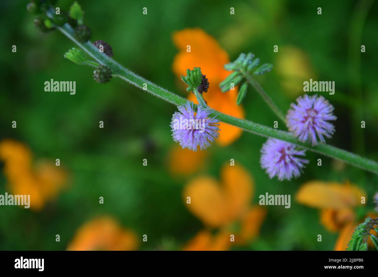 Colorful flowers flora blossom and green leaf plant tree in tropical ...