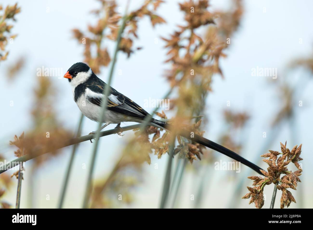 Pin-tailed whydah Vidua macroura, adult breeding male, perched in ...