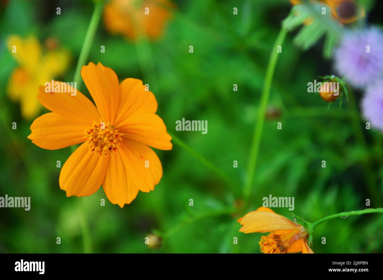 Colorful flowers flora blossom and green leaf plant tree in tropical ...