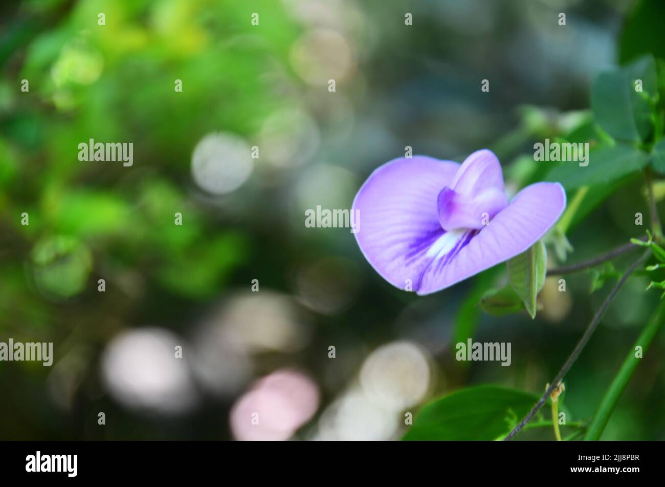 Colorful flowers flora blossom and green leaf plant tree in tropical ...