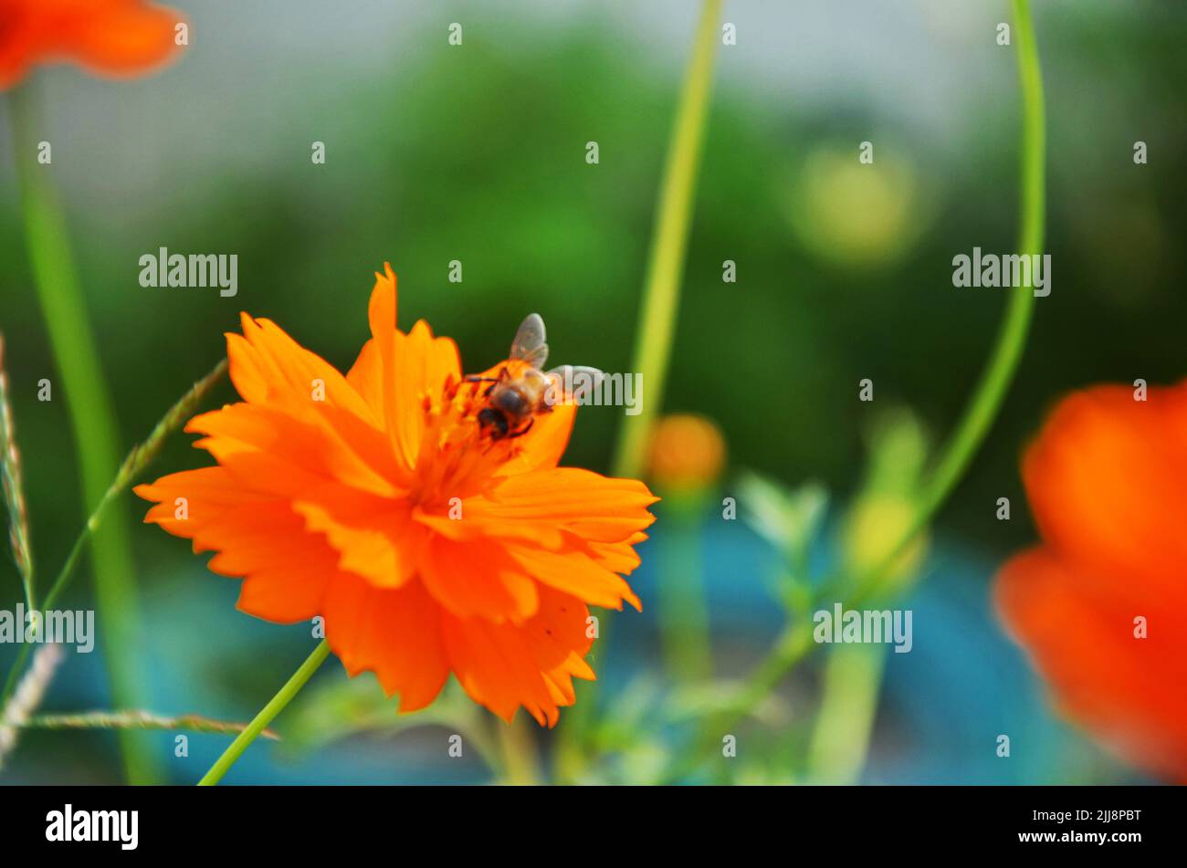 Bee insect perches and eat nectar sweet water on flowers flora blossom ...
