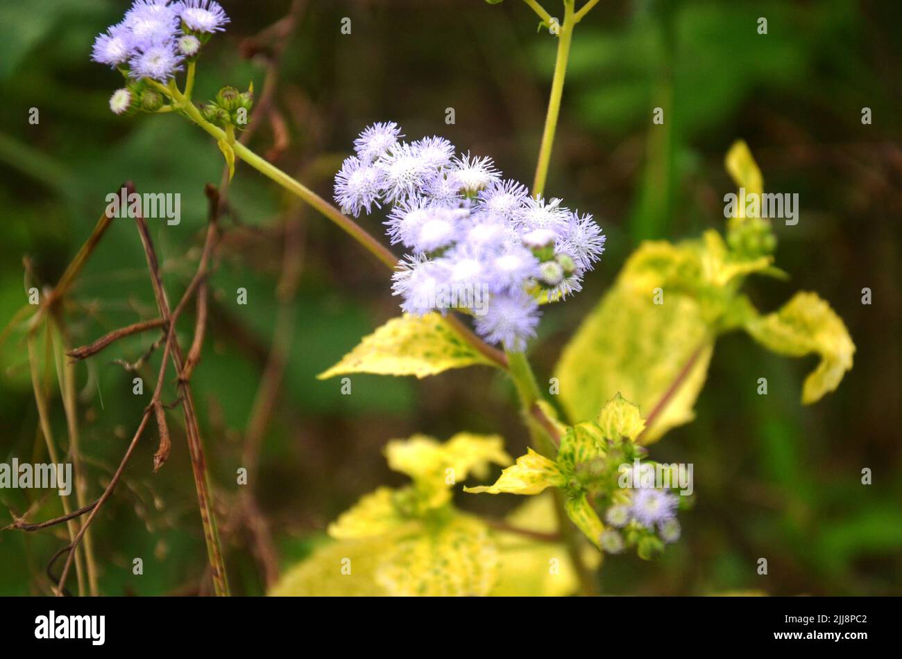 Colorful flowers flora blossom and green leaf plant tree in tropical ...