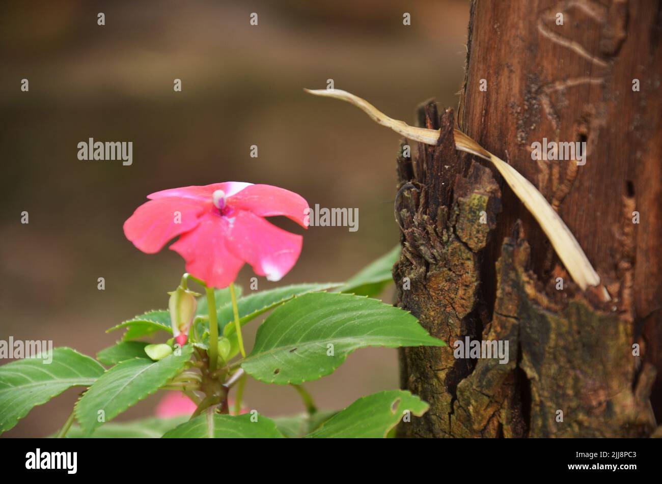 Colorful flowers flora blossom and green leaf plant tree in tropical ...