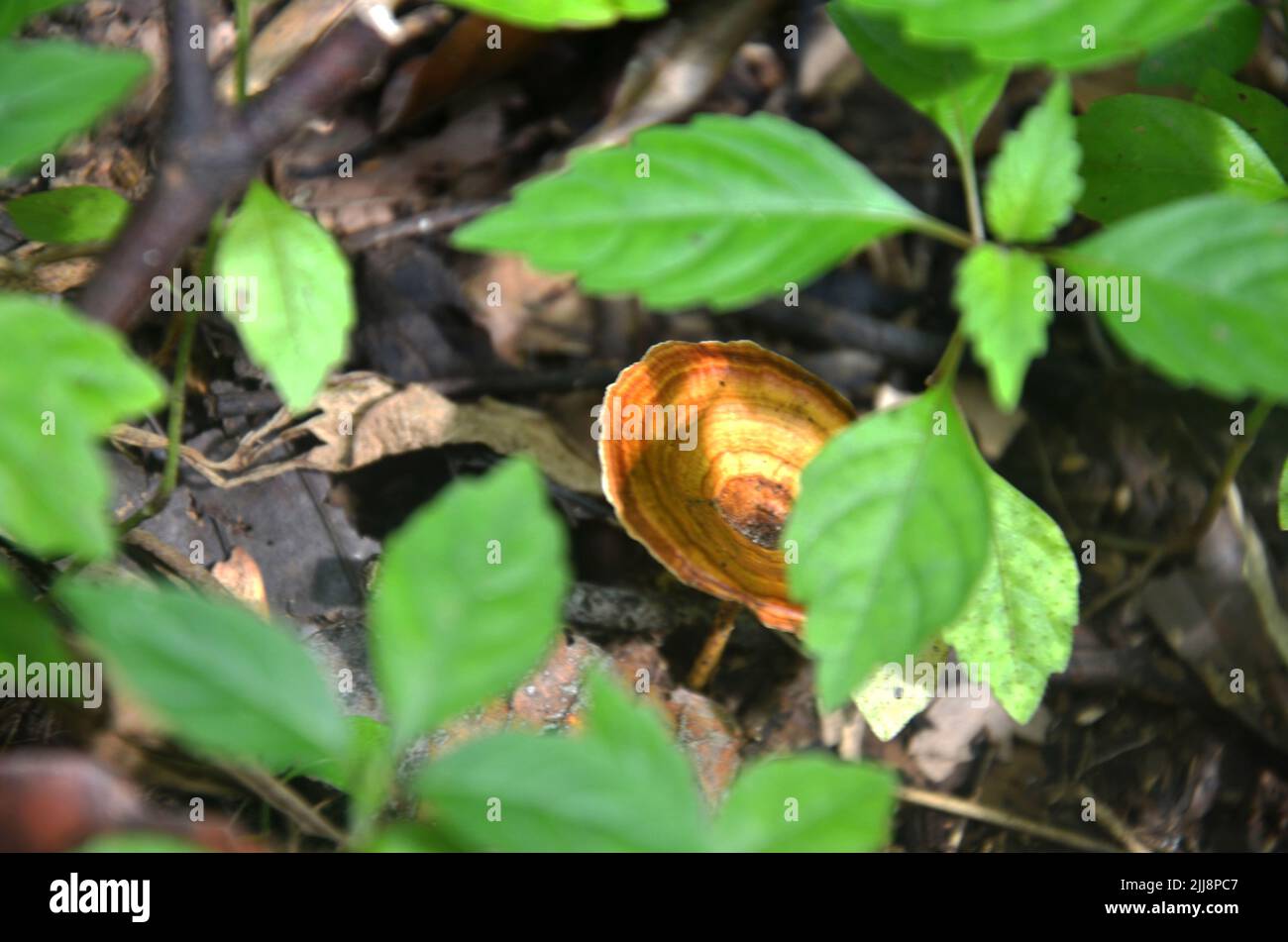 Toxic mushrooms on ground and green leaf plant tree in tropical ...