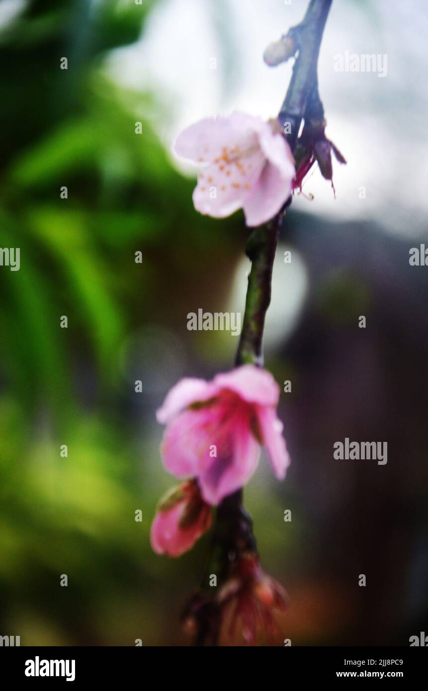 Spring flowers series beautiful cherry blossom or sakura flower and ...