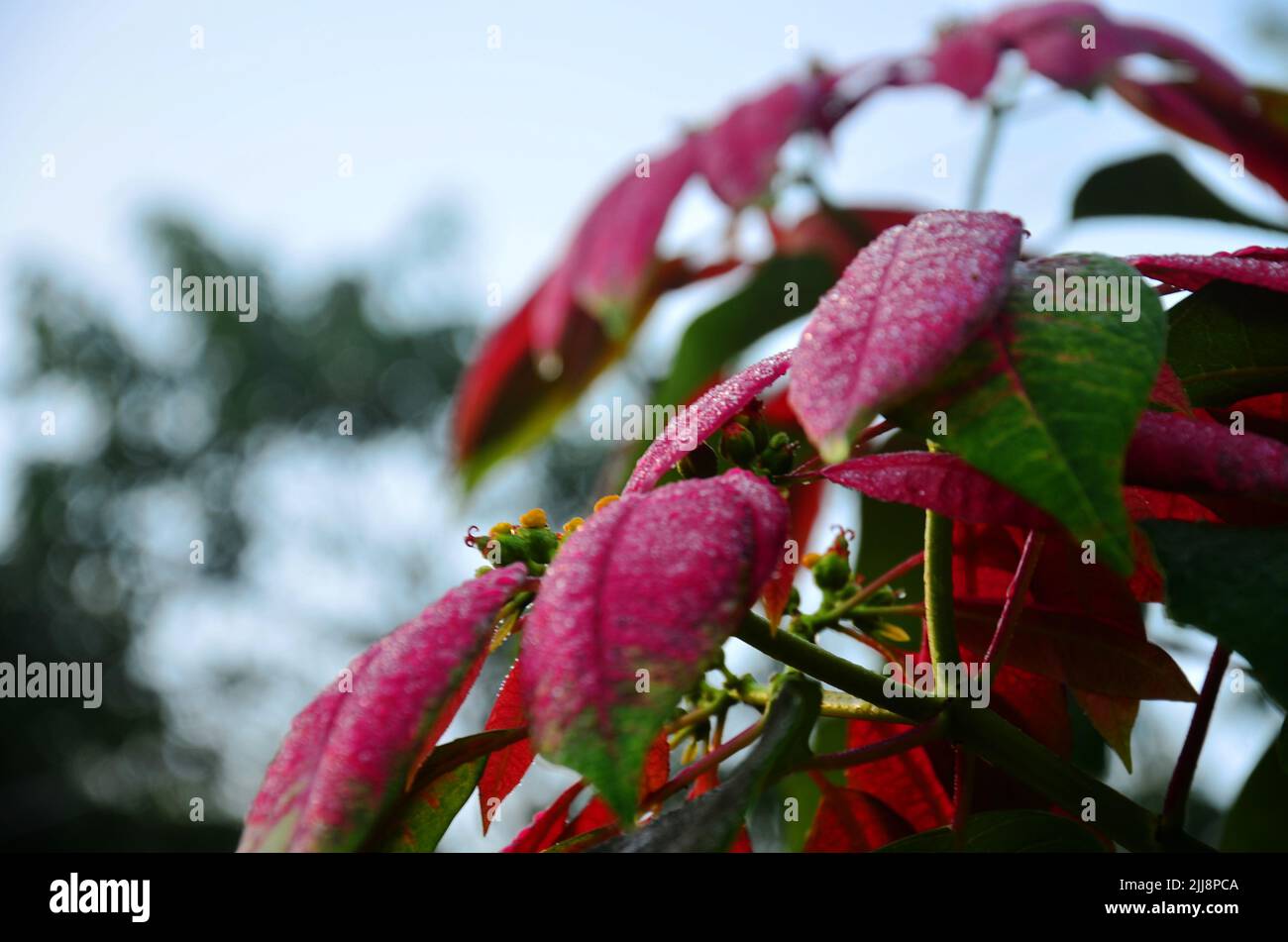 Rain drop and water dew droplet on green leaf on plant tree in tropical ...