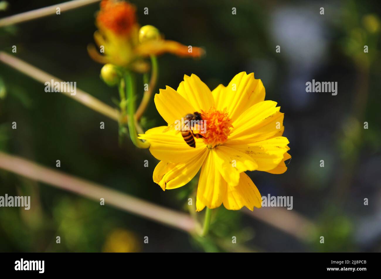 Bee insect perches and eat nectar sweet water on flowers flora blossom ...