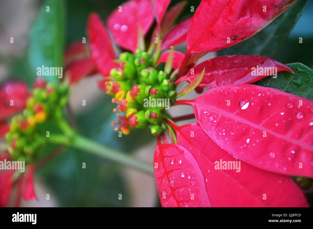 Rain drop and water dew droplet on green leaf on plant tree in tropical ...