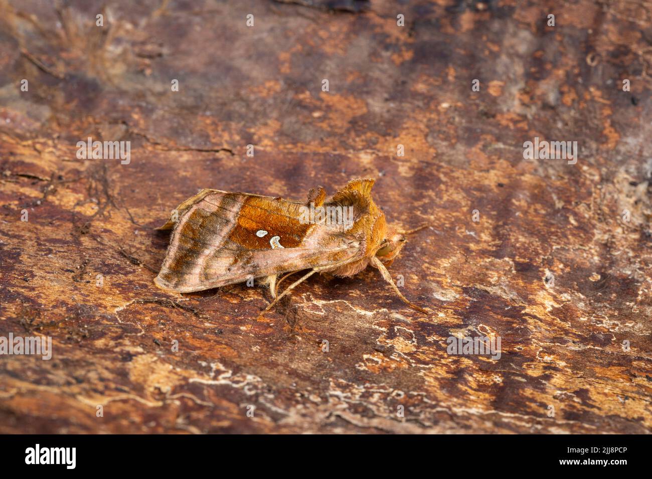 Plain golden y Autographa jota, imago, resting on textured bark, Middle ...