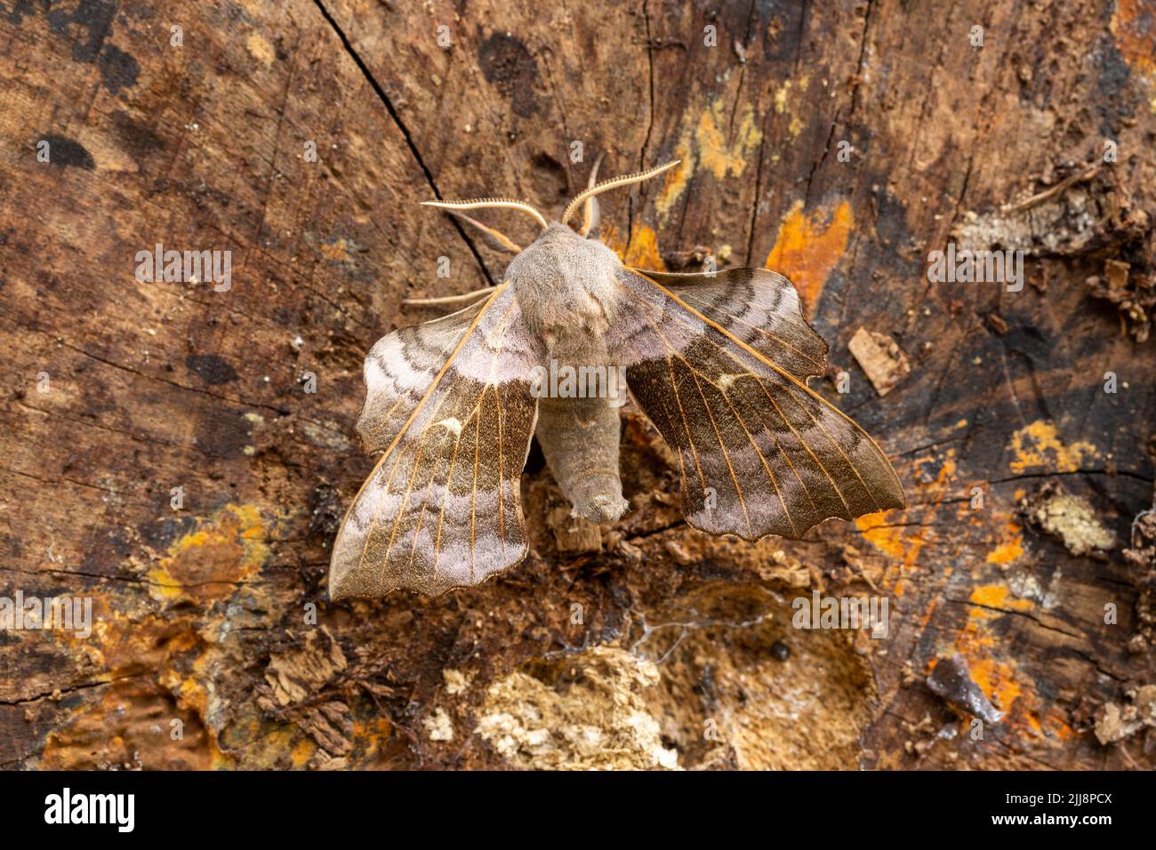 Poplar hawkmoth Laothoe populi, imago, resting on textured wood, Middle ...