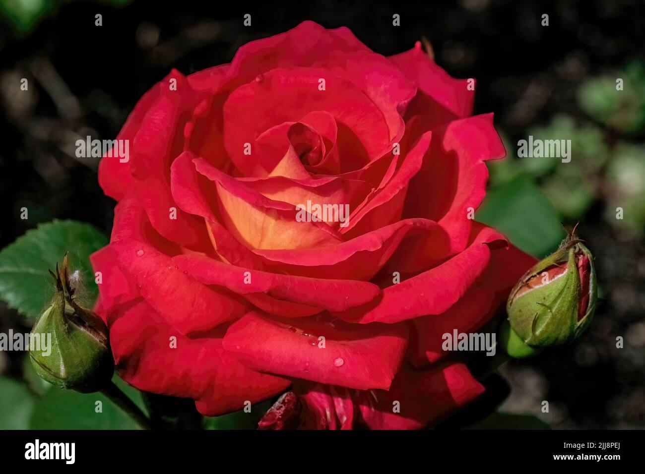 Gorgeous red rose at the Lyndale Park Rose Garden in Minneapolis ...
