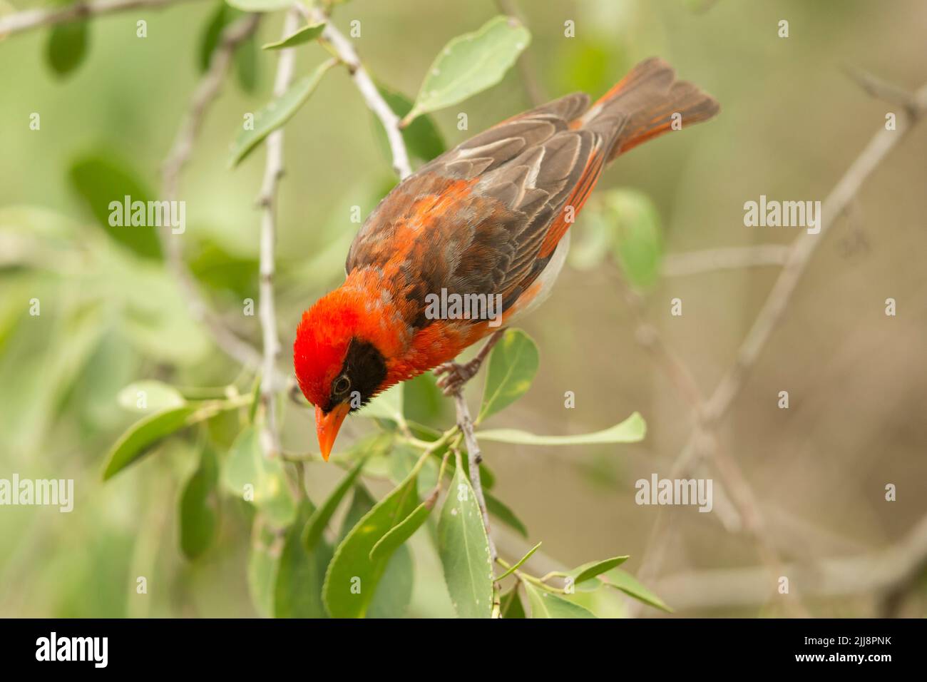 Red-headed weaver Anaplectes rubriceps leuconotus, adult male, perched ...