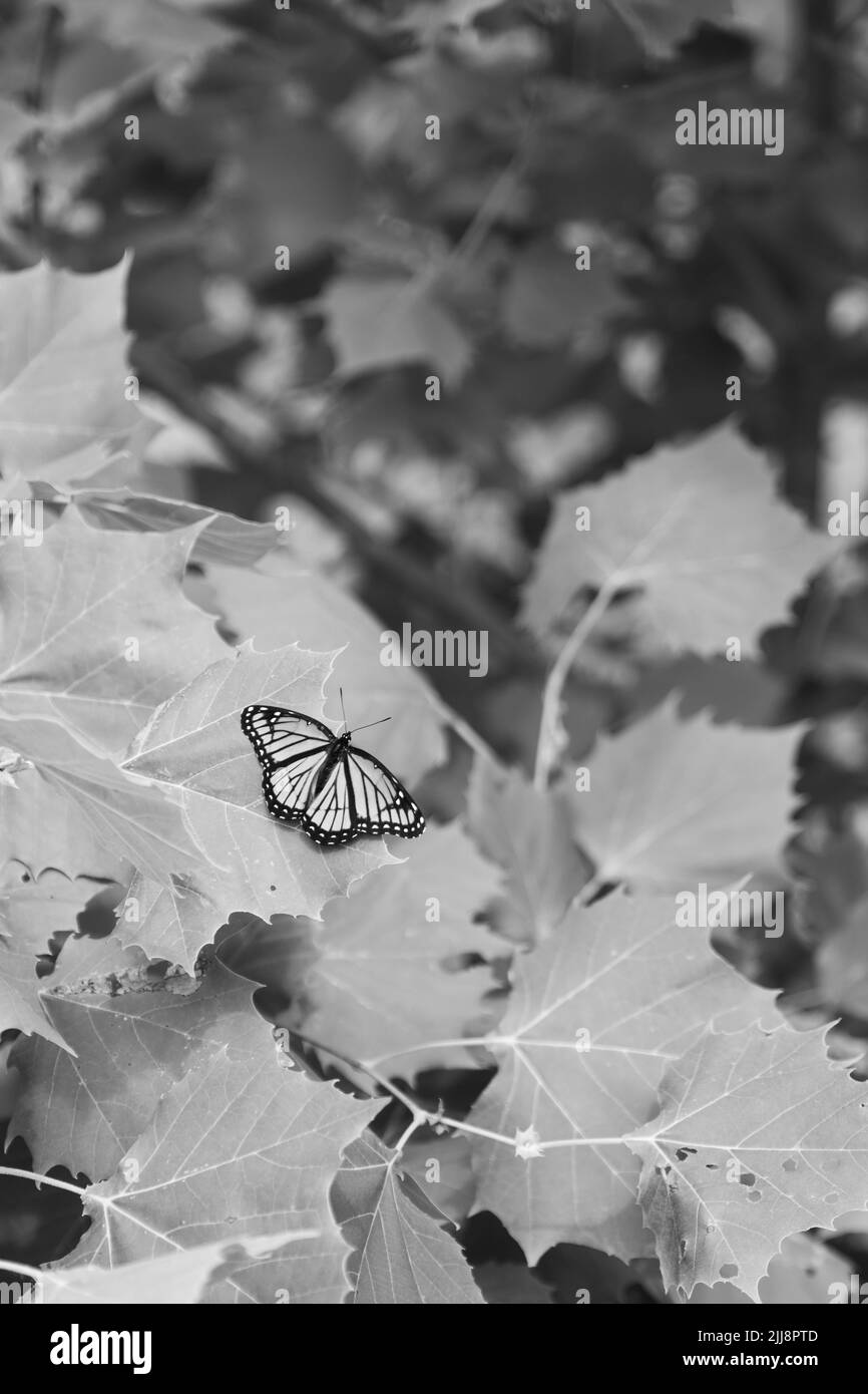 A vertical shot of a Monarch butterfly on leaves in grayscale Stock ...