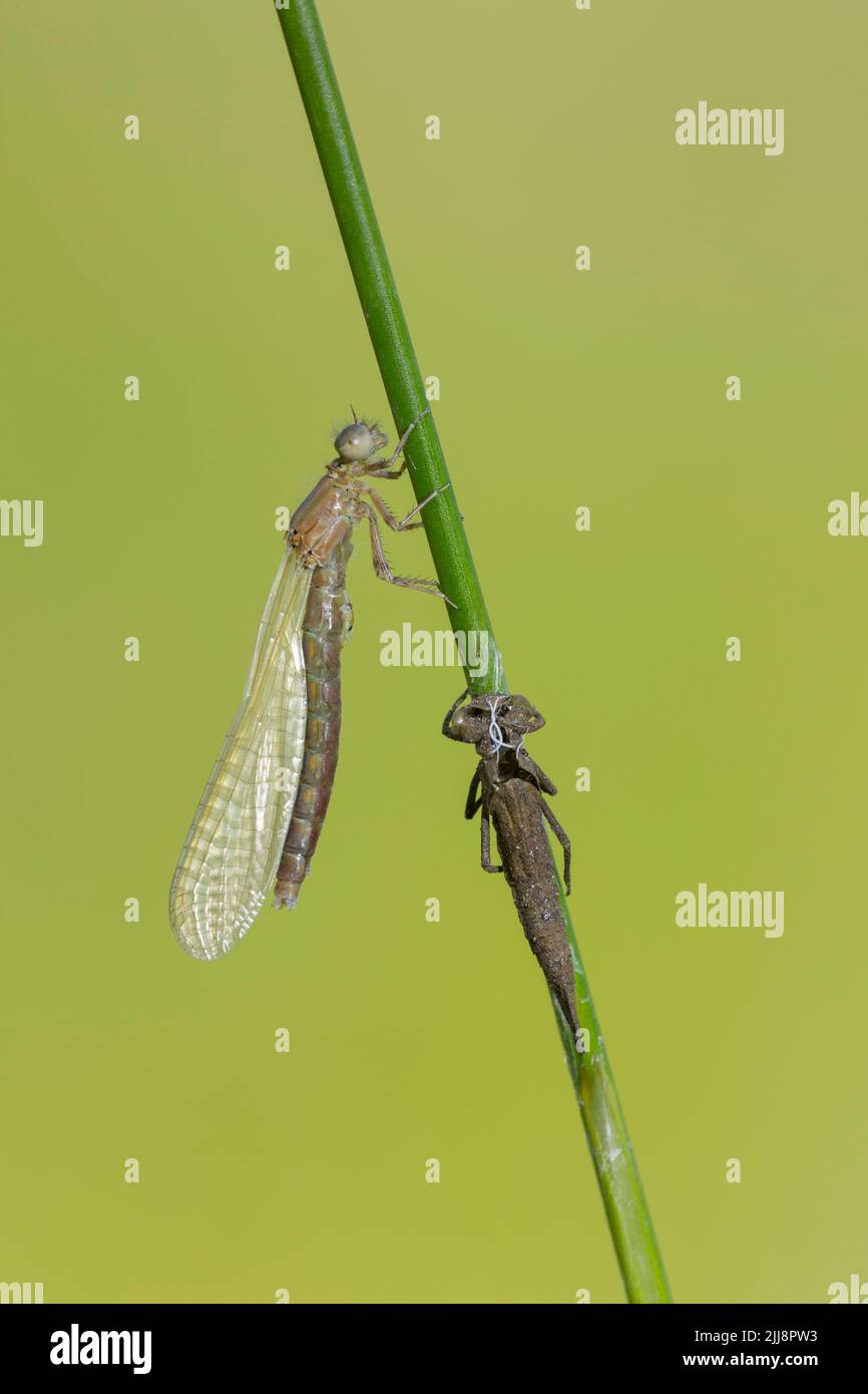 Southern damselfly oxfordshire hi-res stock photography and images - Alamy