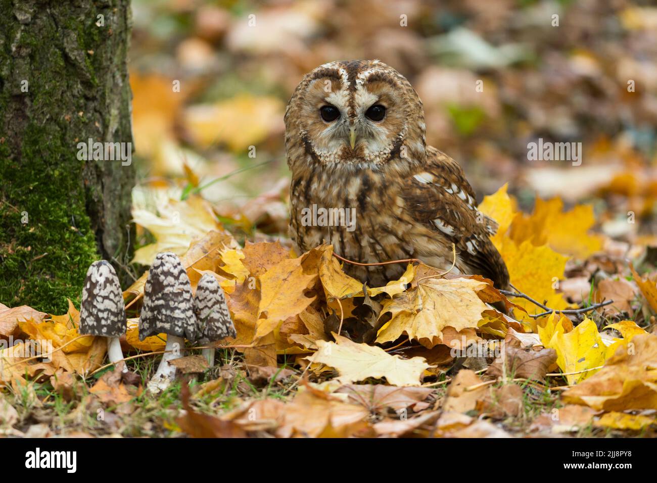 Adult fungi hi-res stock photography and images - Alamy