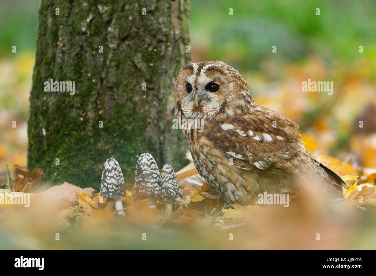 Adult fungi hi-res stock photography and images - Alamy