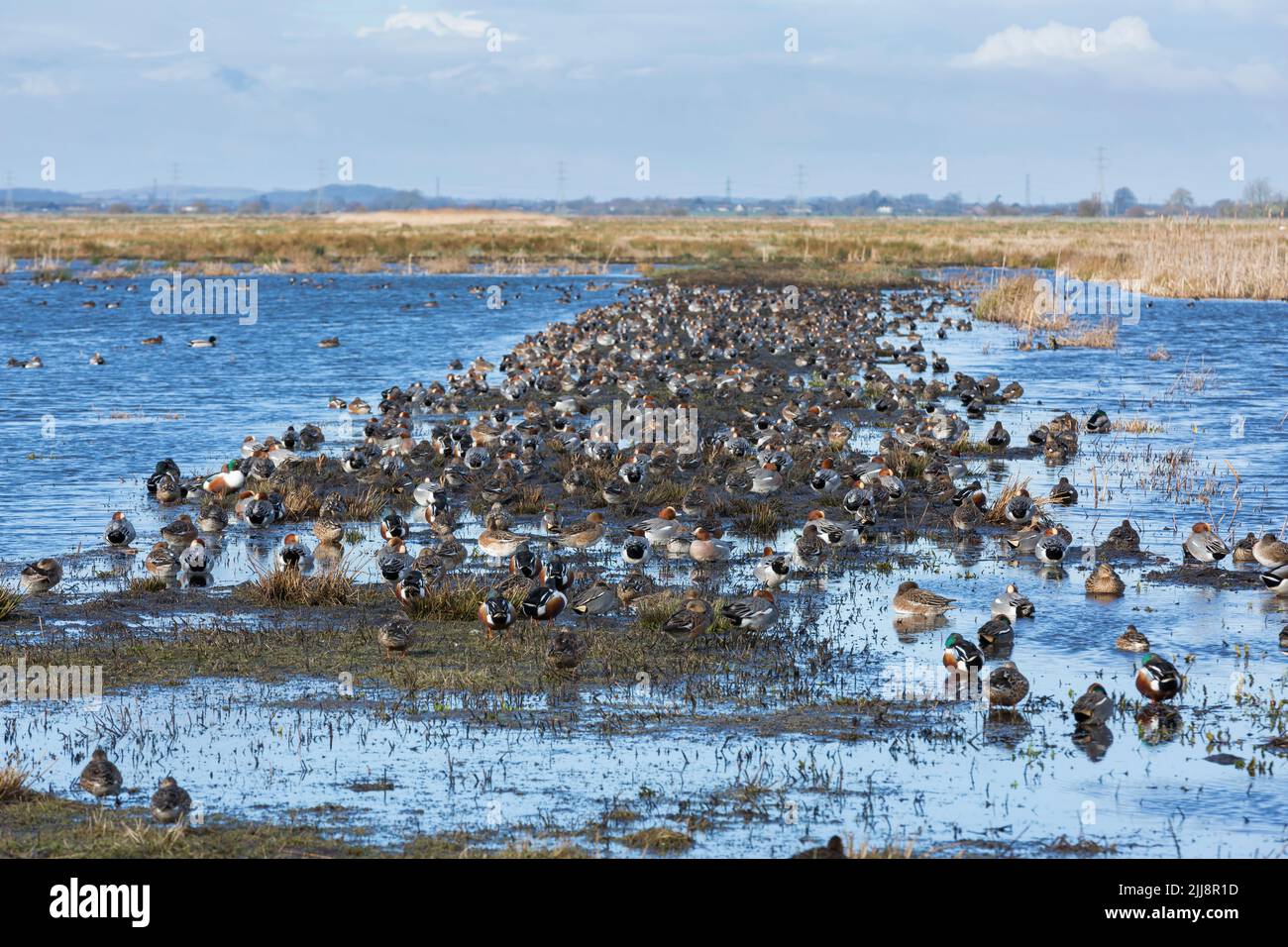 Landscape view of mixed waterfowl flocks on flooded fields, Greylake ...