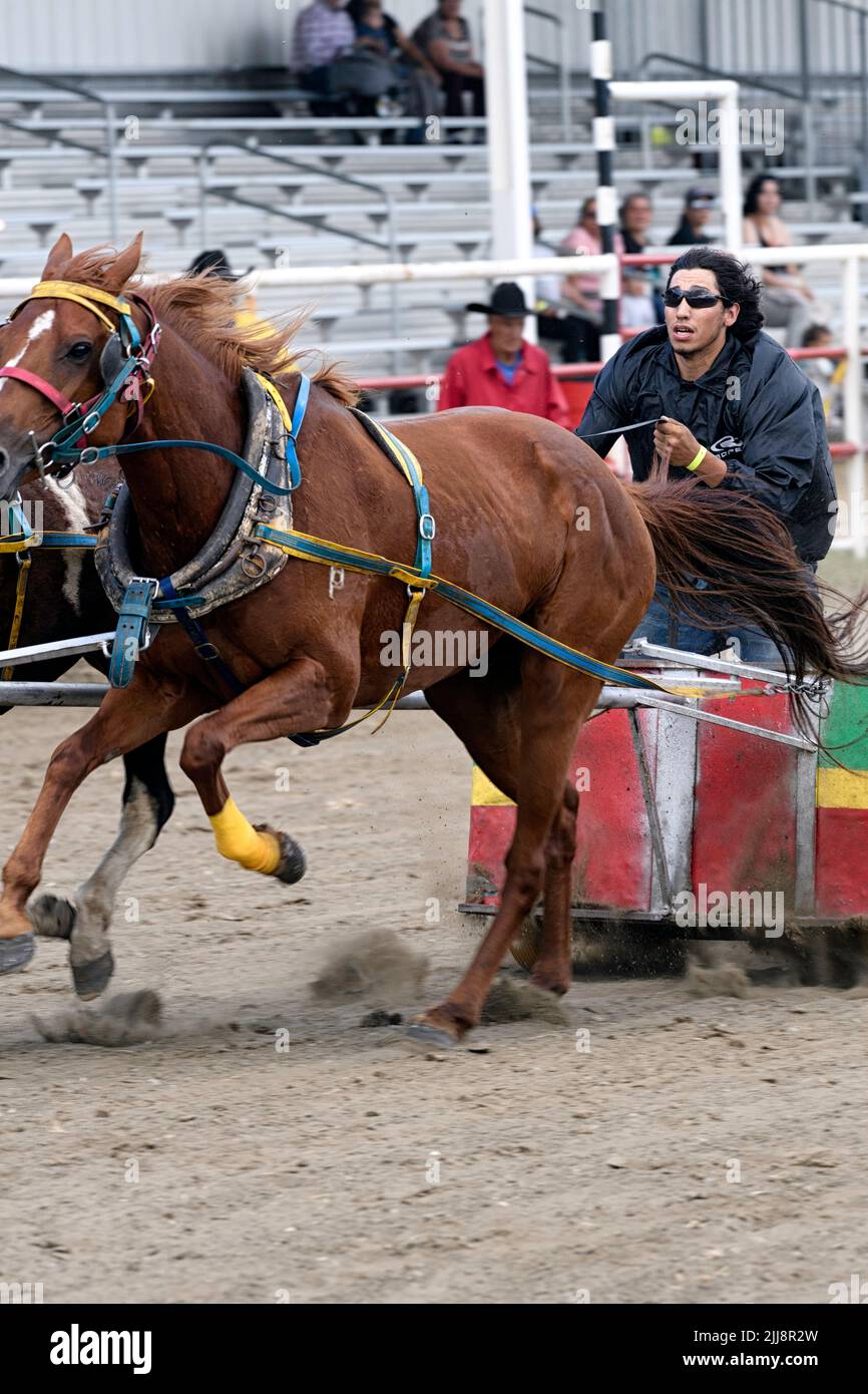 Horse cart races (Chariot race) at the Neyaskweyahk Native Classic held ...
