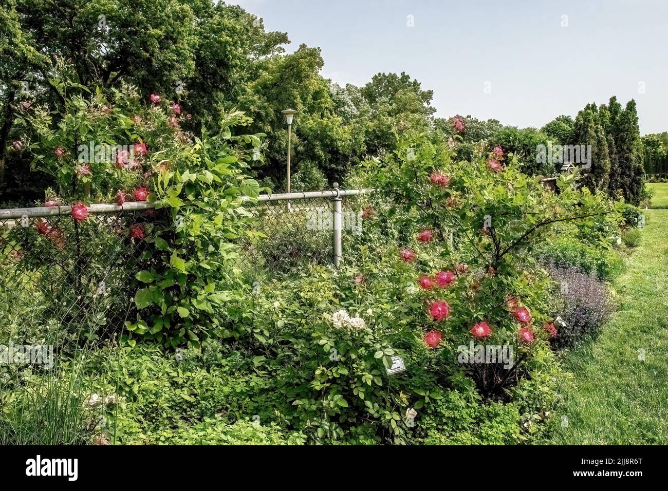 Roses garden climbing hi-res stock photography and images - Alamy