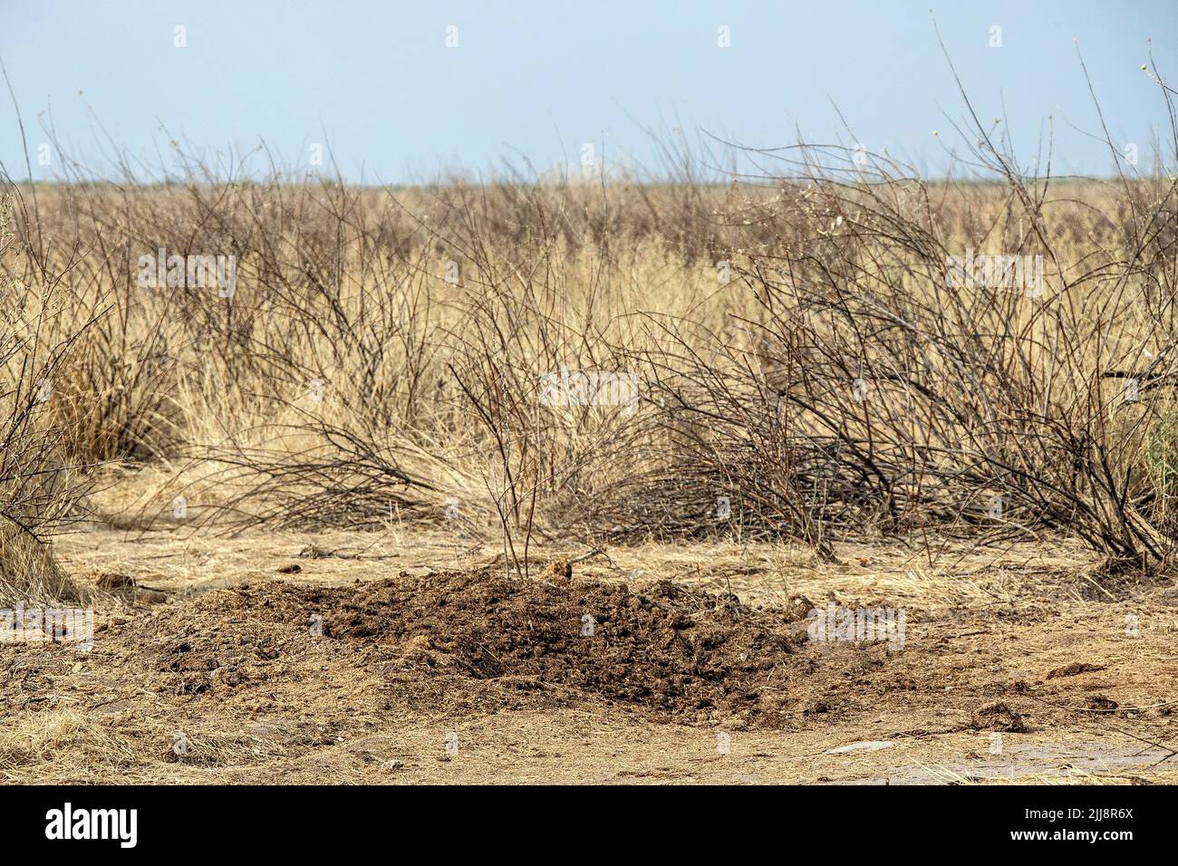 Dung midden hi-res stock photography and images - Alamy