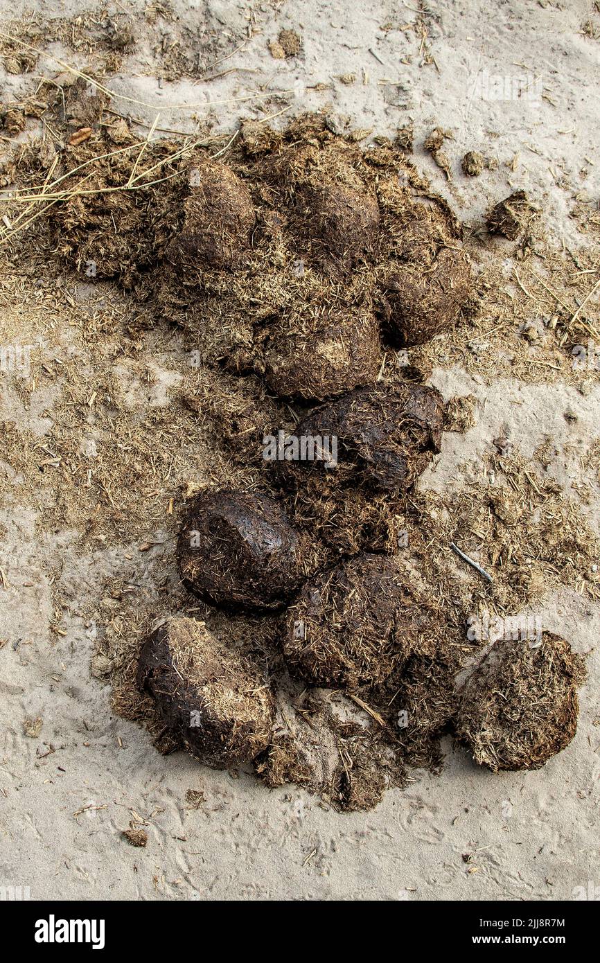 rhino dung in Etosha, Namibia Stock Photo - Alamy