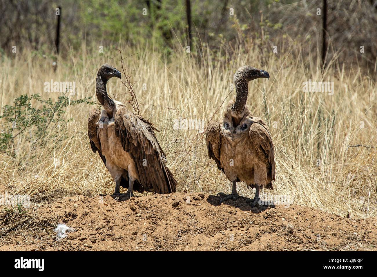 Two vultures hi-res stock photography and images - Alamy