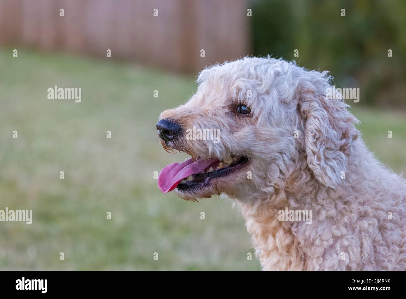 Labradoodle tongue out panting hi-res stock photography and images - Alamy